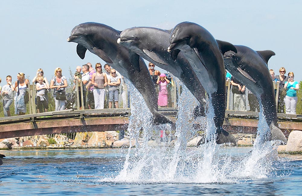 Dolfinarium - AquaCamp